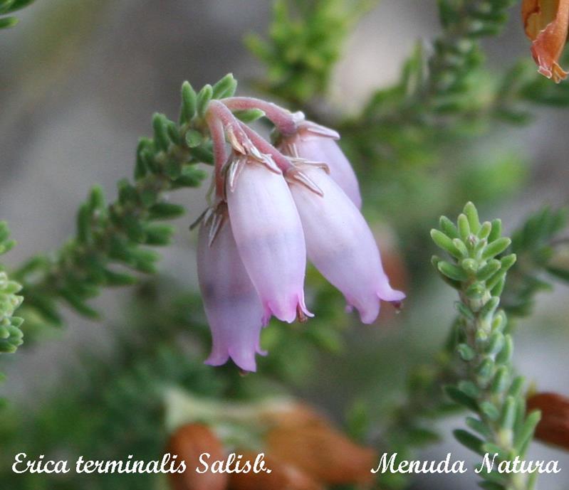 Menuda Natura: Erica terminalis Salisb.