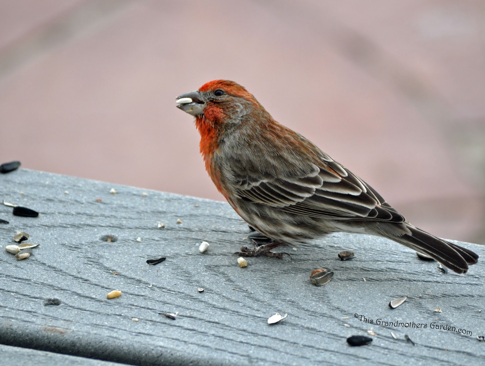 This Grandmother's Garden: Sweet Little Birds... Outside my Window...