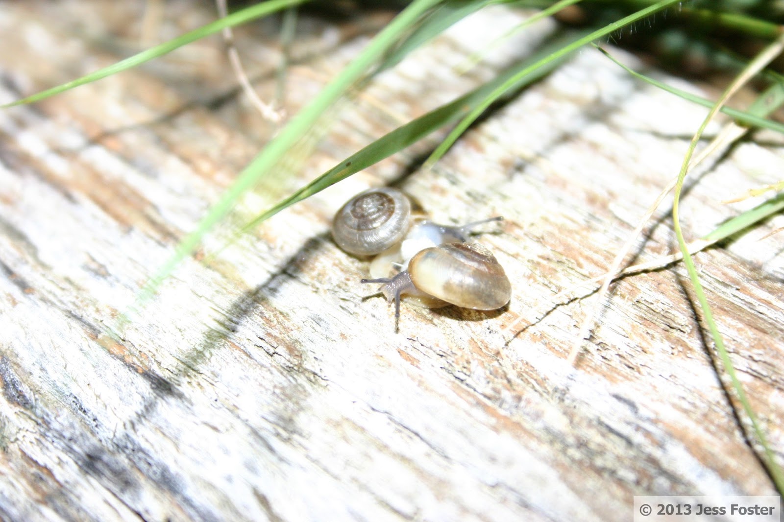 Sluggin' Along: Some Enchanted Evening: Mating Three-toothed Snails