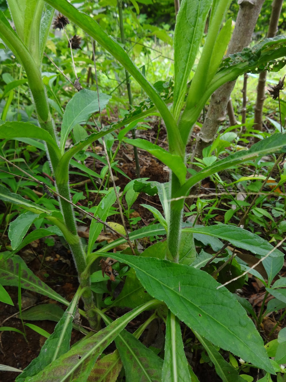 Herbs from Distant Lands: Elephantopus scaber, Elephantopus mollis ...