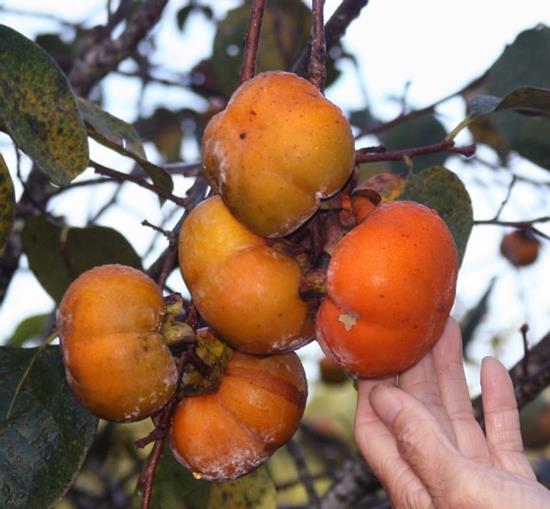 Tarım Siteniz: Yaş Hurma Çeşitleri (Persimmons varieties))