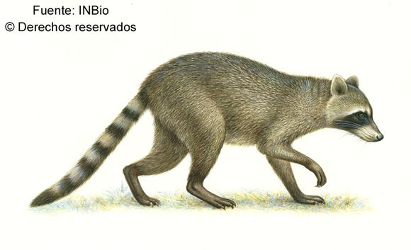 Argentina nativa: Mapache cangrejero (Procyon cancrivorus)