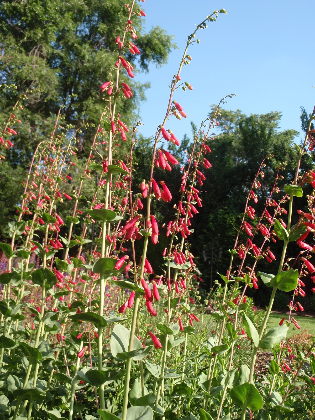 JeffCo Master Gardeners: Gardening in a Time of Water Restrictions by ...