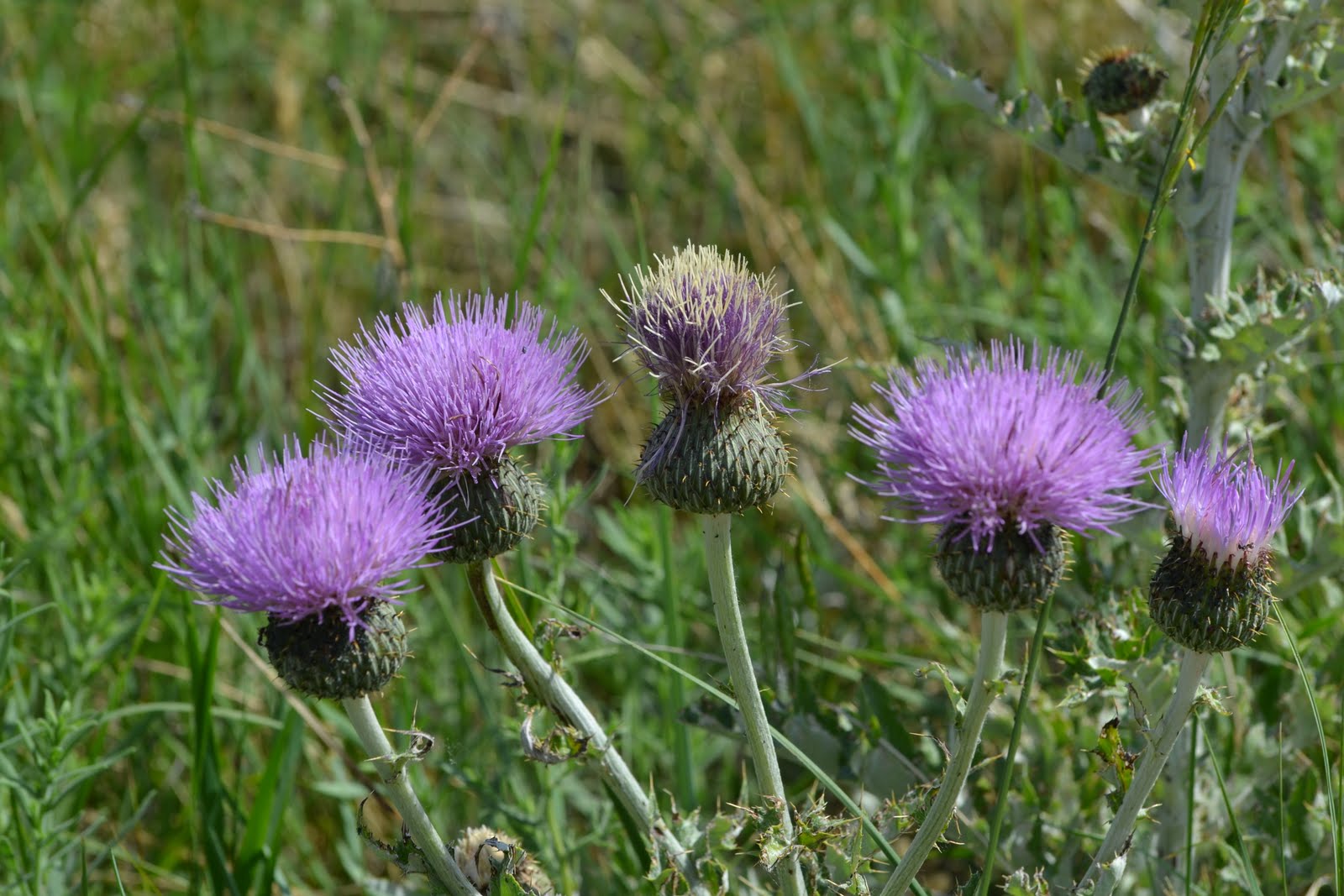 Wright in the Heart of the Wild: Heaven in a Wild Flower