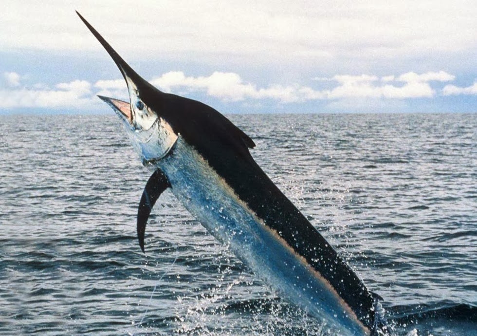 Marlin ~ Animals World