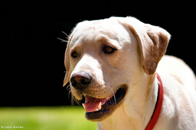 Labrador Retriever - The Right Dog For You? | Dog Breeds - All types of ...