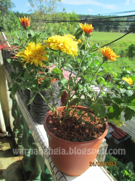 siram pokok bunga raya merah dalam pasu - Kiara Carter