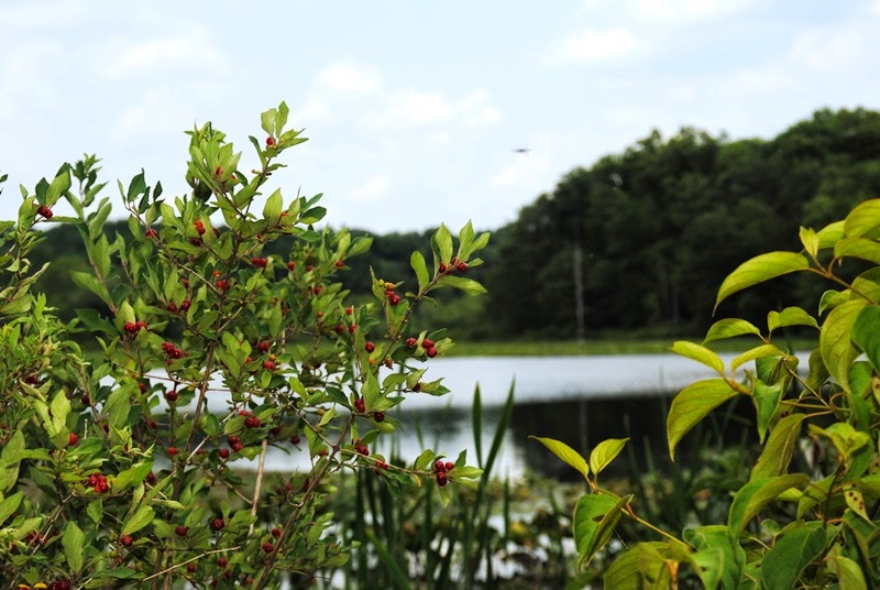Southeastern PA Hiking: Lake Towhee County Park