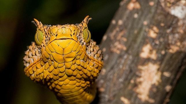 Anima-Blog: Descubren una nueva serpiente venenosa con cuernos