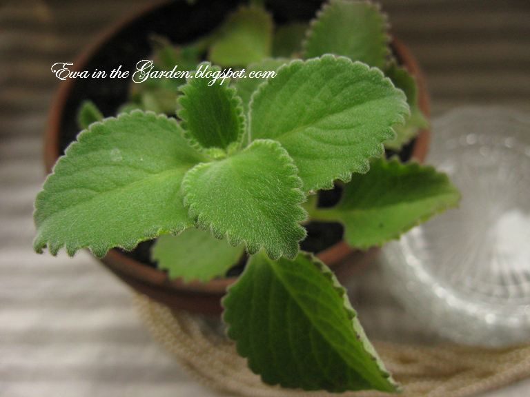 Ewa in the Garden: Lemon balm, mint or something else? Your help needed...