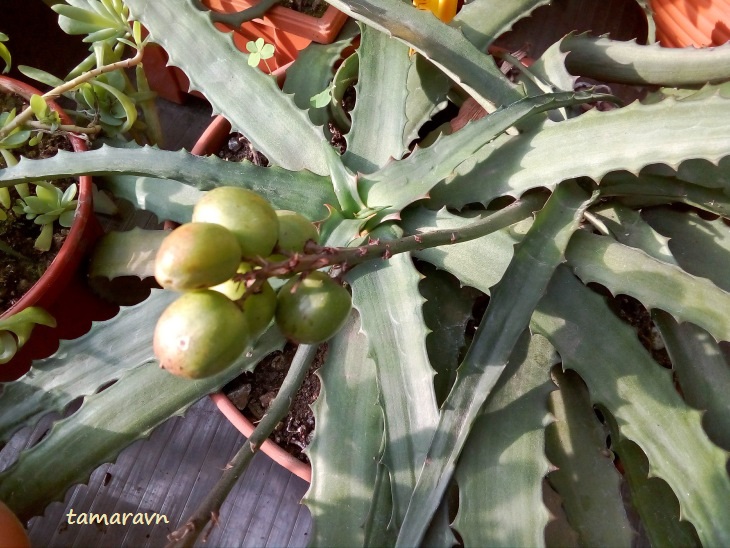 Всё о бегониях и не только...: Ломатофиллум лимонный / Алоэ лимонное ...