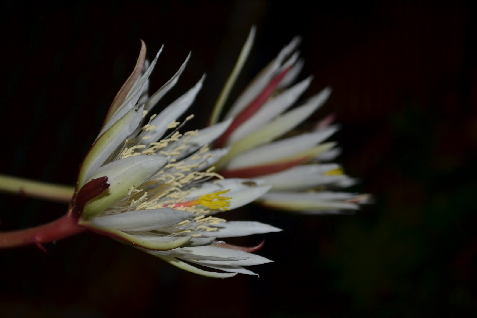 Hidup Yang KetentuanNYA: Bunga Sunda Malam Atau Bakawali ? Bakawali le..