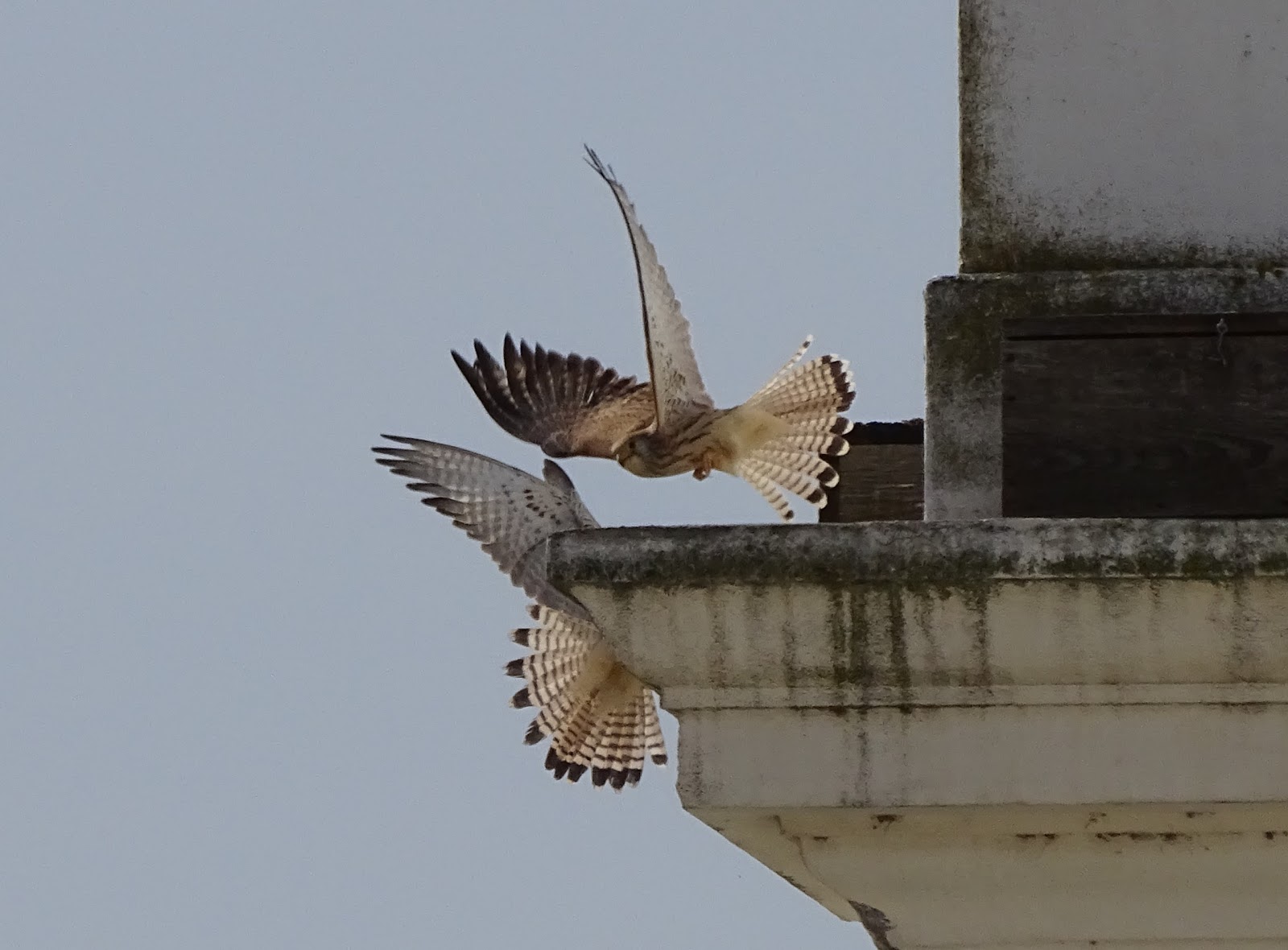 A Field Notebook: Lesser Kestrels, Mertola