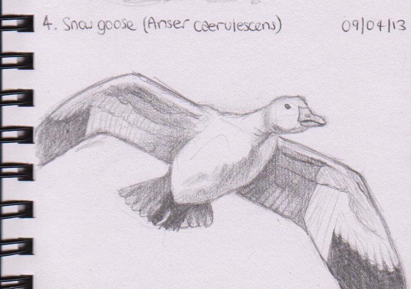 Learn.Draw.BIRD.: 4. Snow goose (Anser caerulescens)
