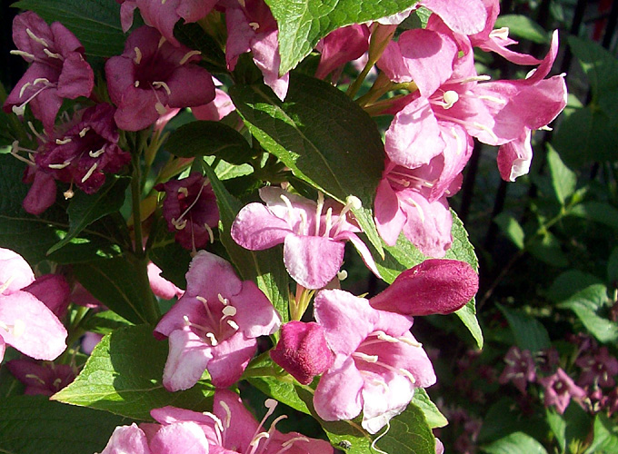 Hortus Italicus: Weigela florida 'Pink Princess'