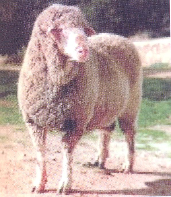 El sitio de José Luis Ares: OVEJA MERINA (ESPAÑA)