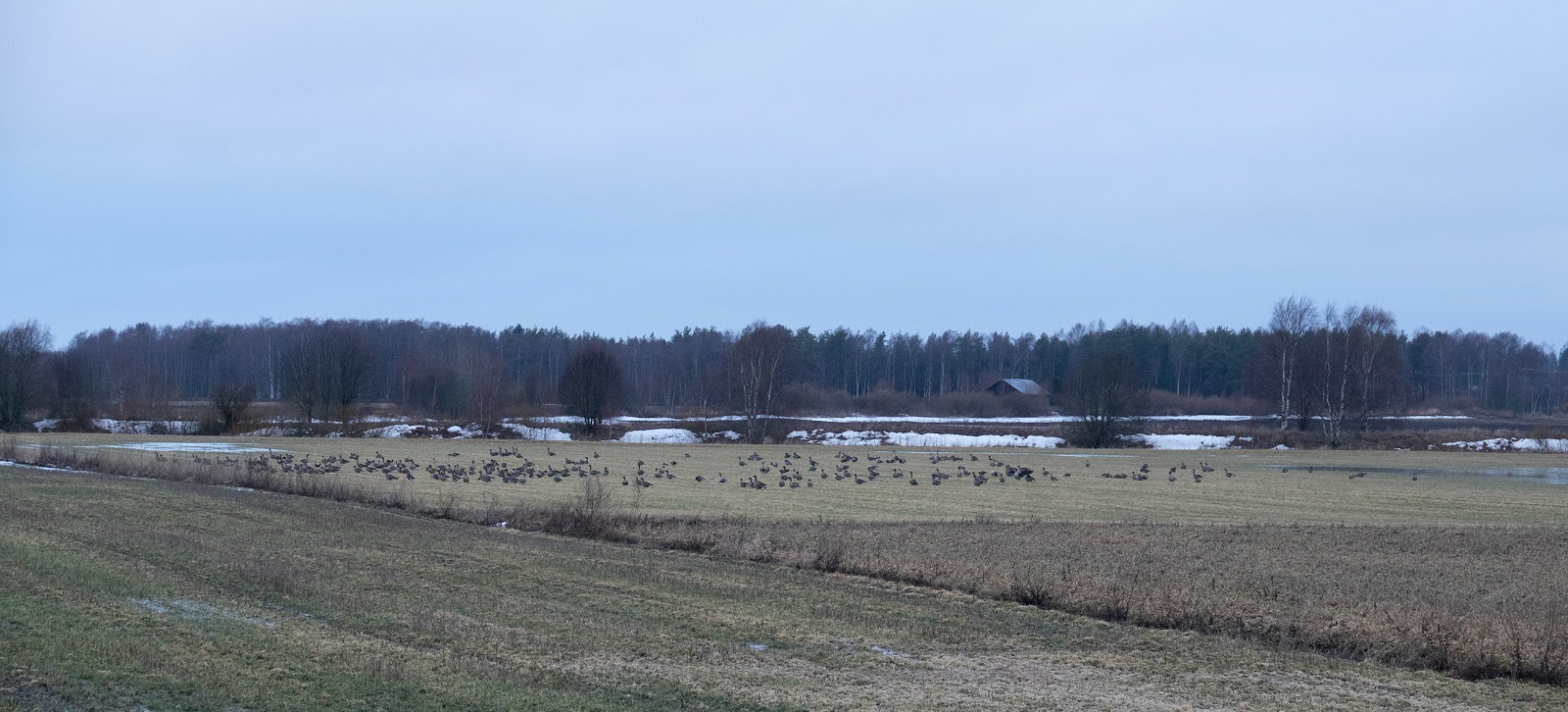 Värriön luontopäiväkirja - Varrio nature diary: Etelän kevättä / Spring ...