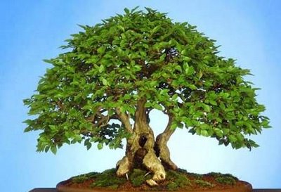 World's Smallest Tree Species | Information Hub Of Besties
