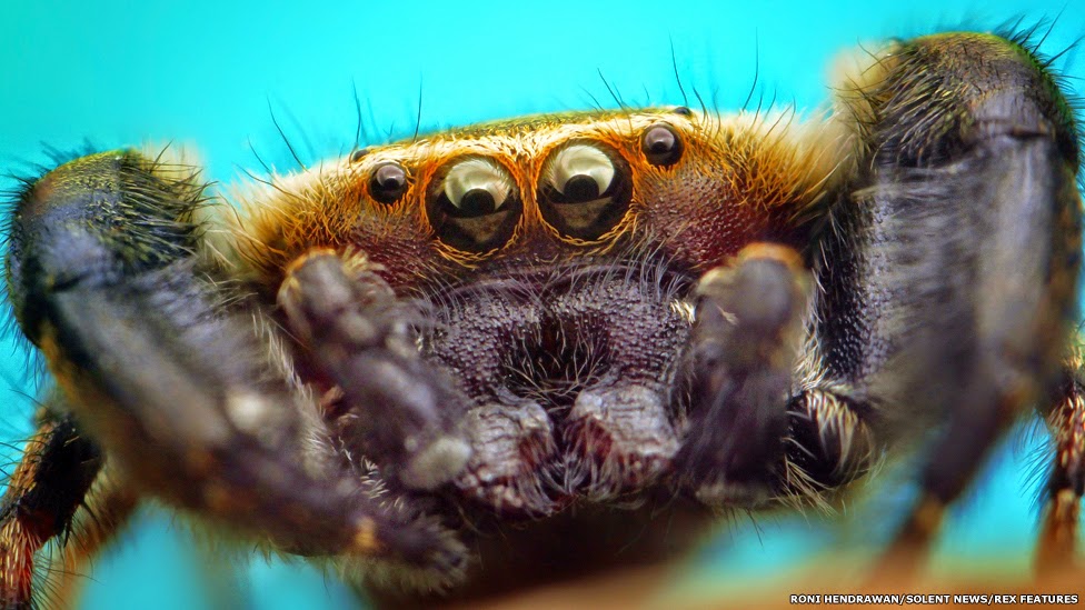 Fotógrafo indonésio registra closes coloridos de aranhas | Maliária