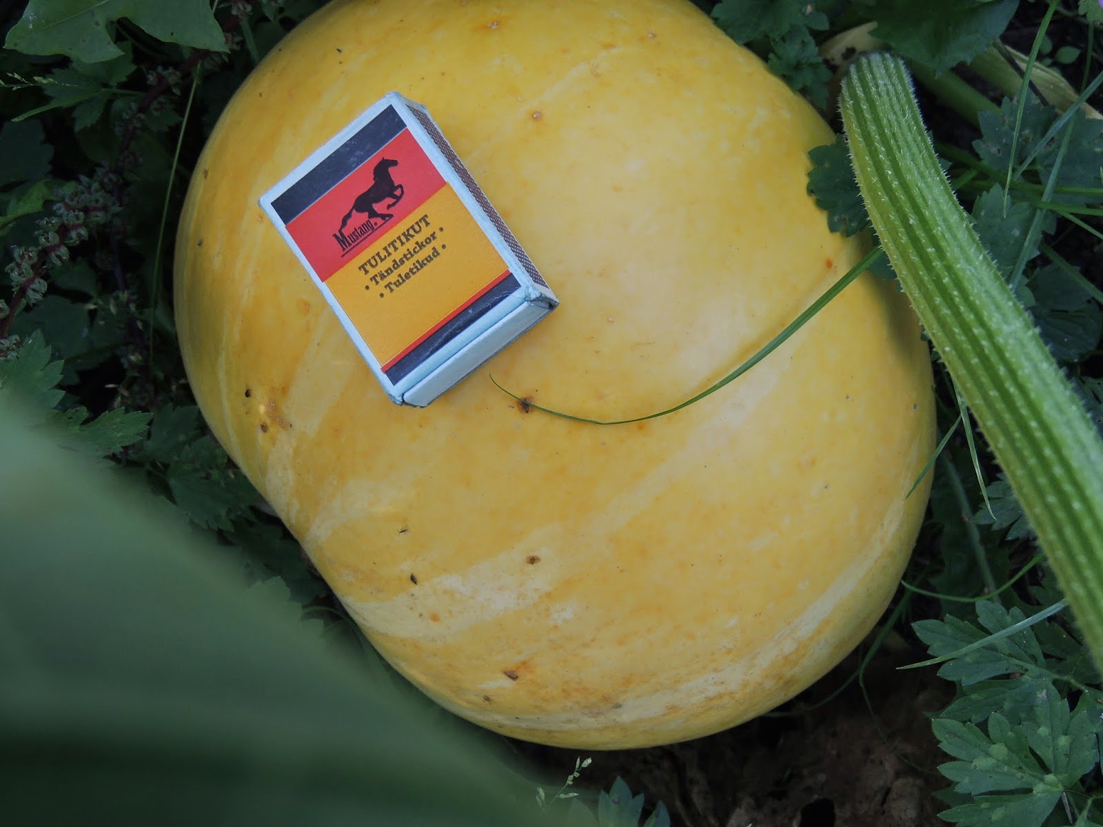 Gröna anemone: Mina gula pumpor