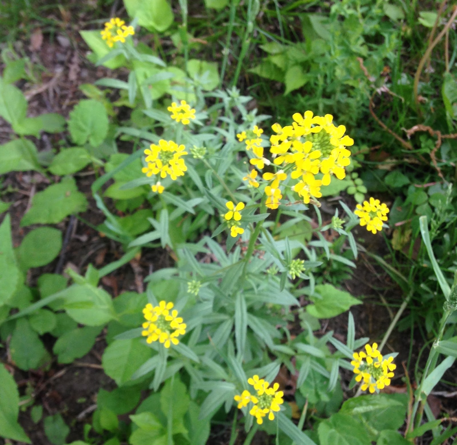 Spring Wildflowers and Blossoms at the Arnold Arboretum in Boston: a ...