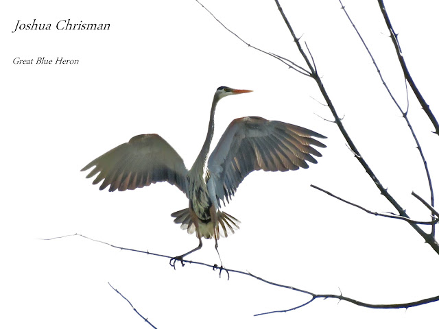 Photo Share: Great Blue Heron