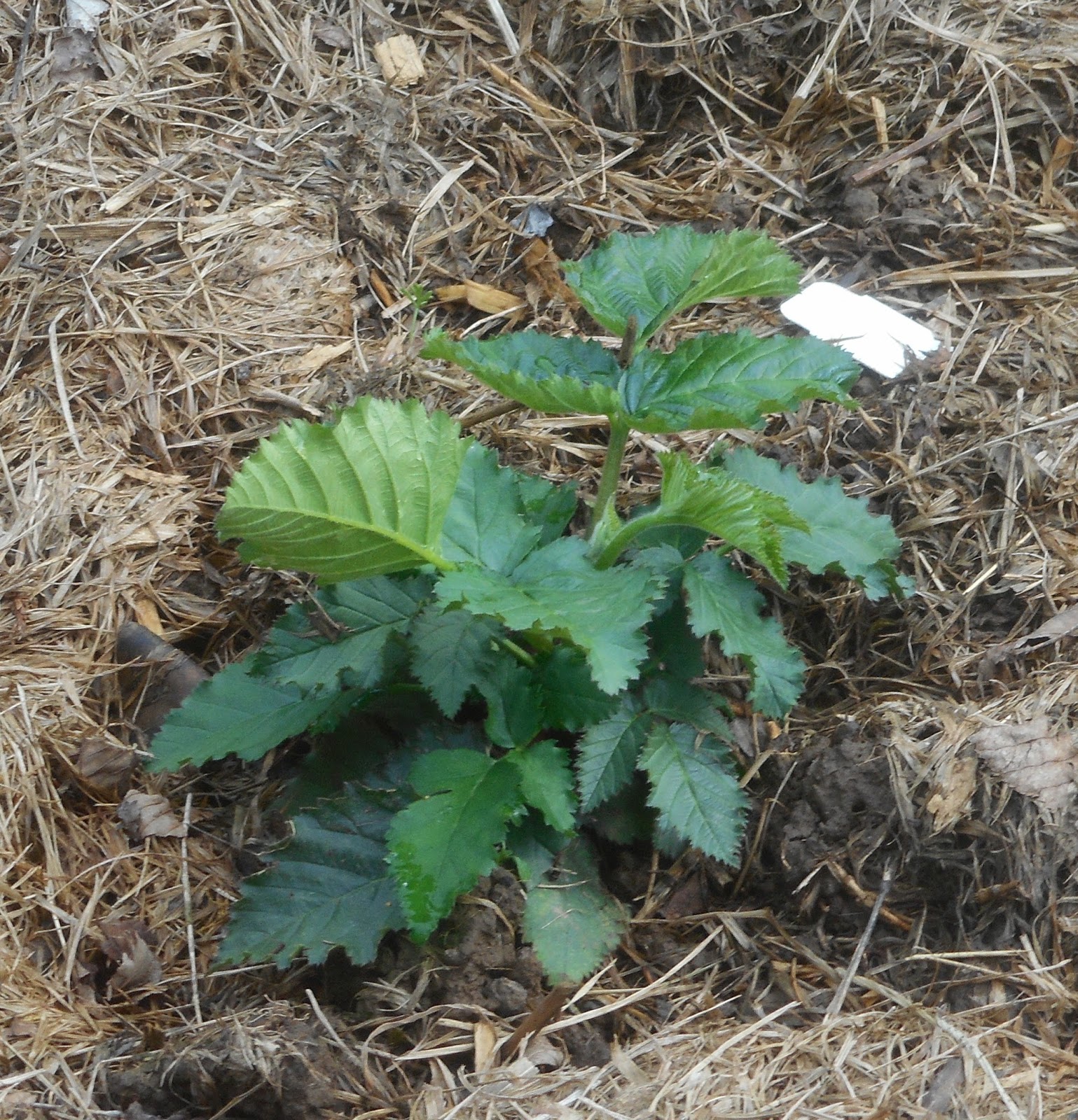 Blackberry Seedlings