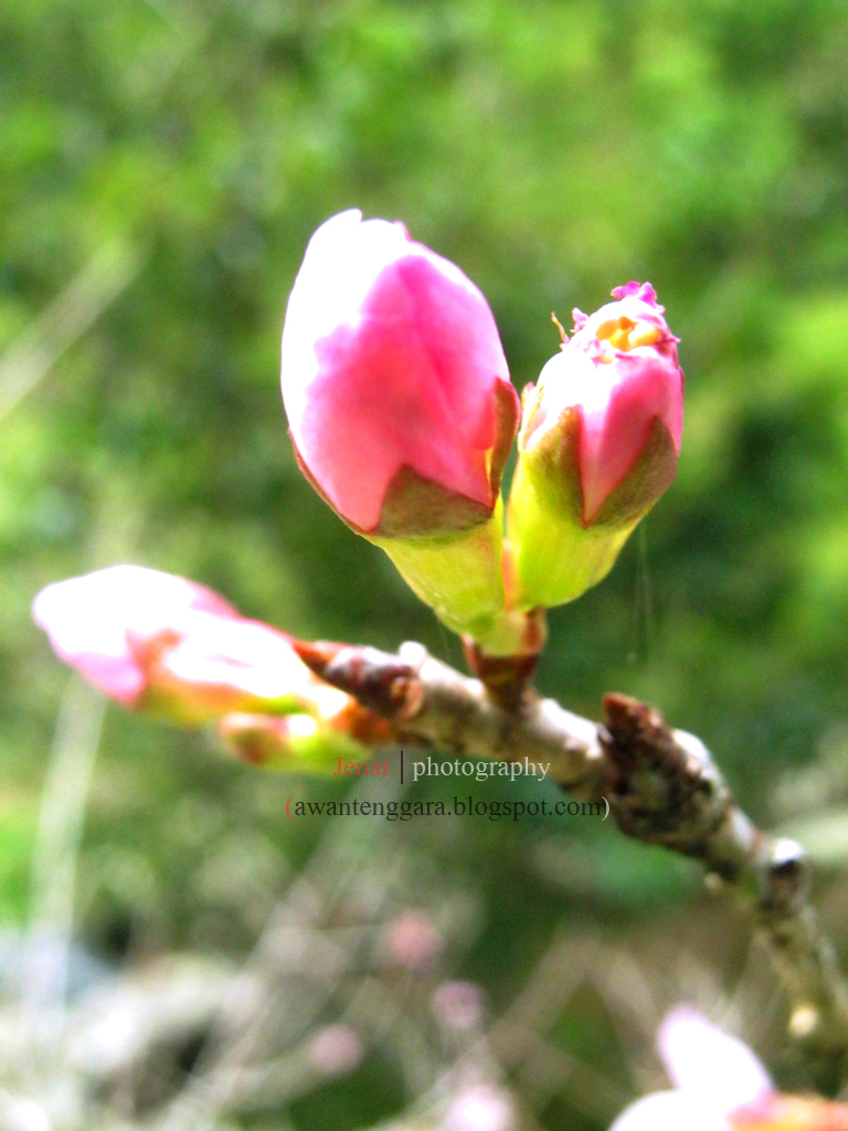 Eloknya Bunga Sakura yang Mekar di Indonesia - Kompasiana.com