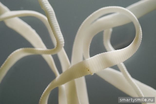 Eluvesi: Internetist leiab intot selle kohta, et paeluss on tänapääval ...