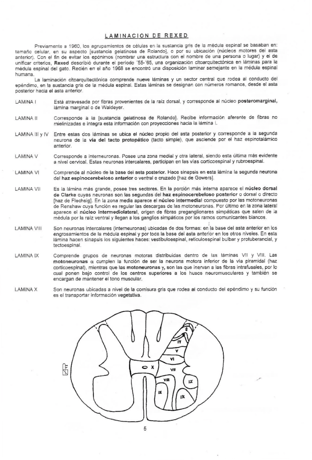 Estudiante de medicina : Apunte de neuroanatomia de Forlizzi Pro