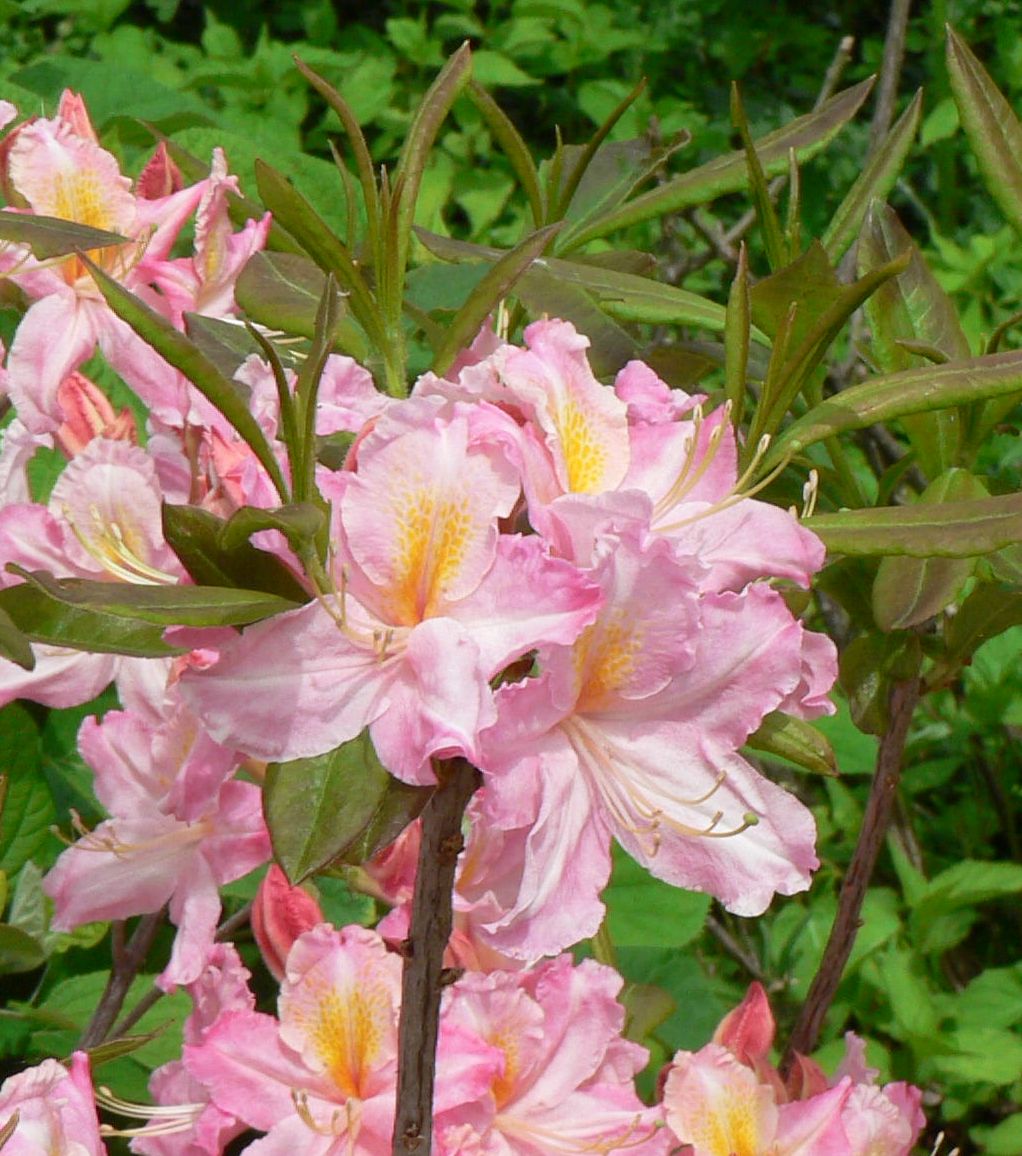 Visit My Garden: Hardy Azaleas at the Arboretum