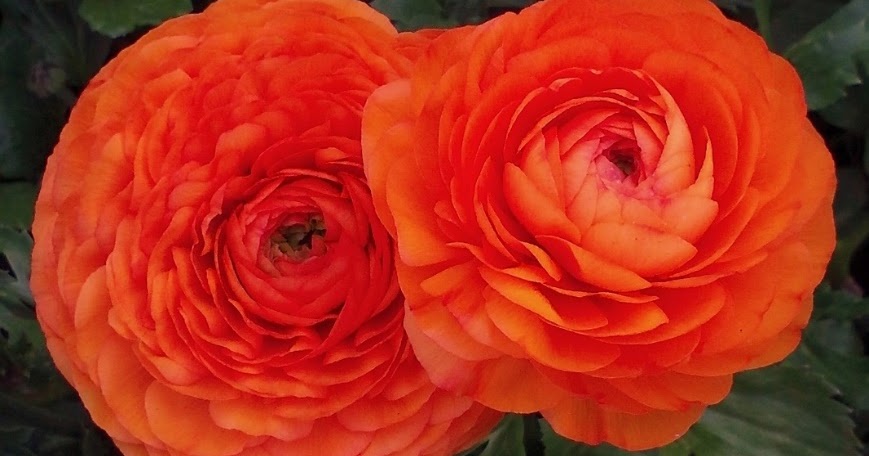 Bodacious Blooms Flower Farm | Life and Linda