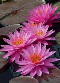 Din Delta Dunării: 15 lucruri de știut despre nuferi