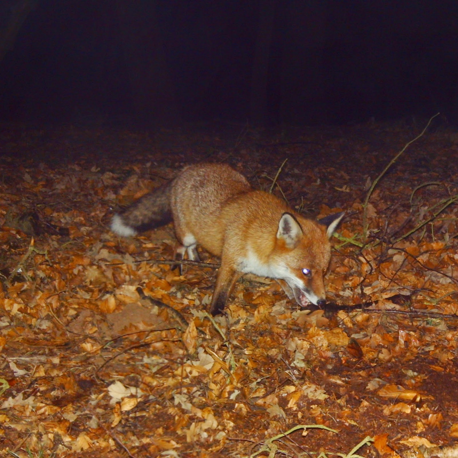 TrogTrogBlog: Night-time trail camera - Fox