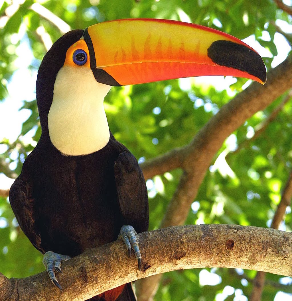 Saber Integral: TUCANOS