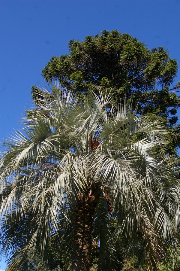 John Grimshaw's Garden Diary: Royal Botanic Gardens, Melbourne