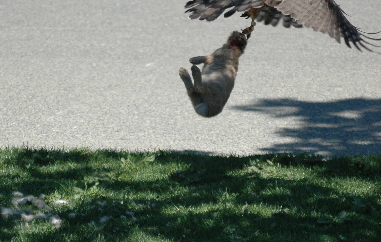 Backyard Beasts: Tick Tock! It's Rabbit Time...