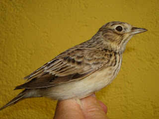 Grup d'anellament PARUS: Segona jornada d'aloses