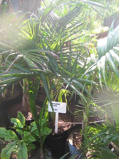 Montana Pretoria Nursery Breedt Street Blog: Seaforthia Elegans