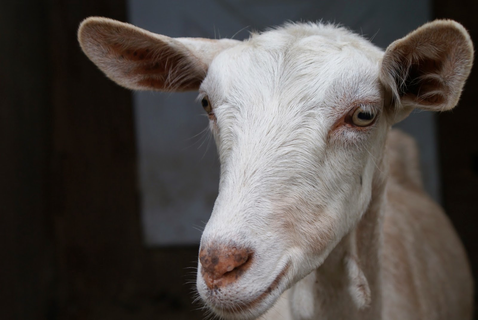 Sanctae Familiae Villa: Goat Pedicures