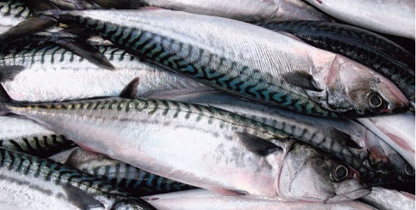 UMUHIMU WA SAMAKI KIAFYA KWA BINADAMU ~ Mzizi Mkavu