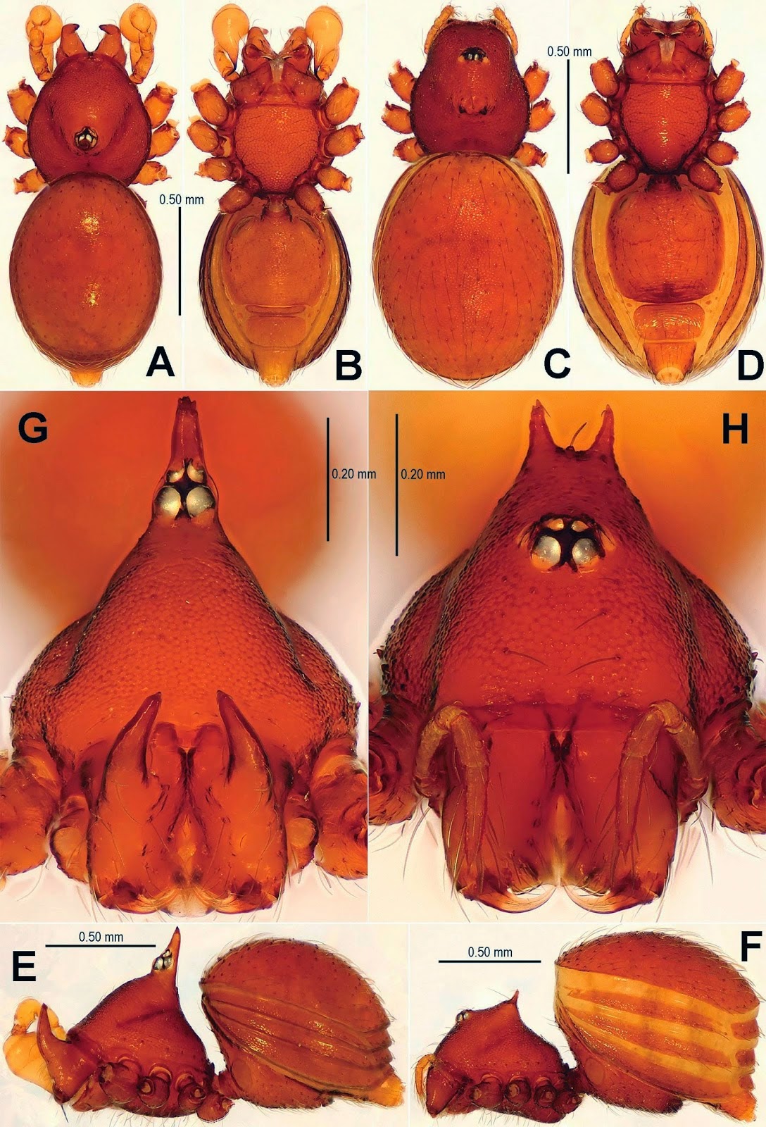 Sciency Thoughts: A giant Spider from the Middle Jurassic Daohugou Biota.