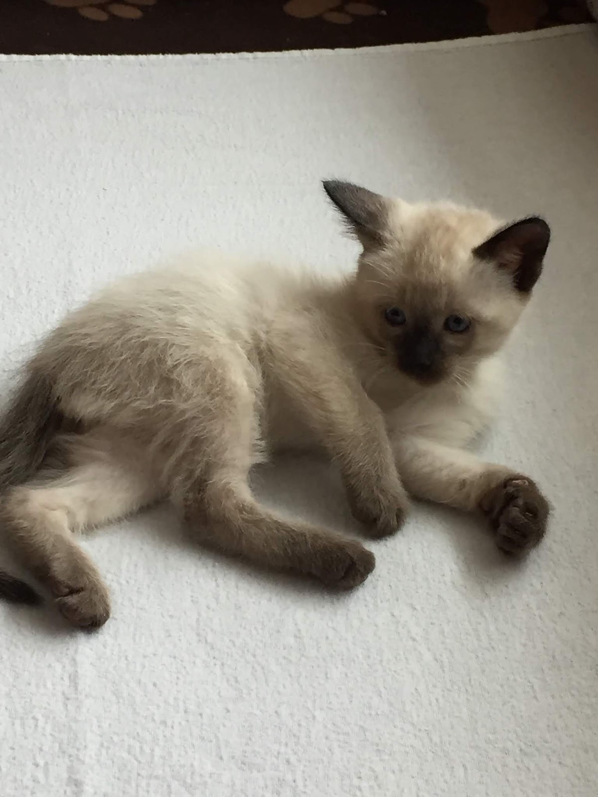 LinkChips : Kittens with Mittens