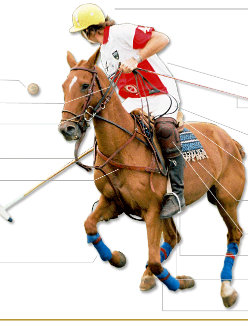 Polo Equipment: polo equipment includes