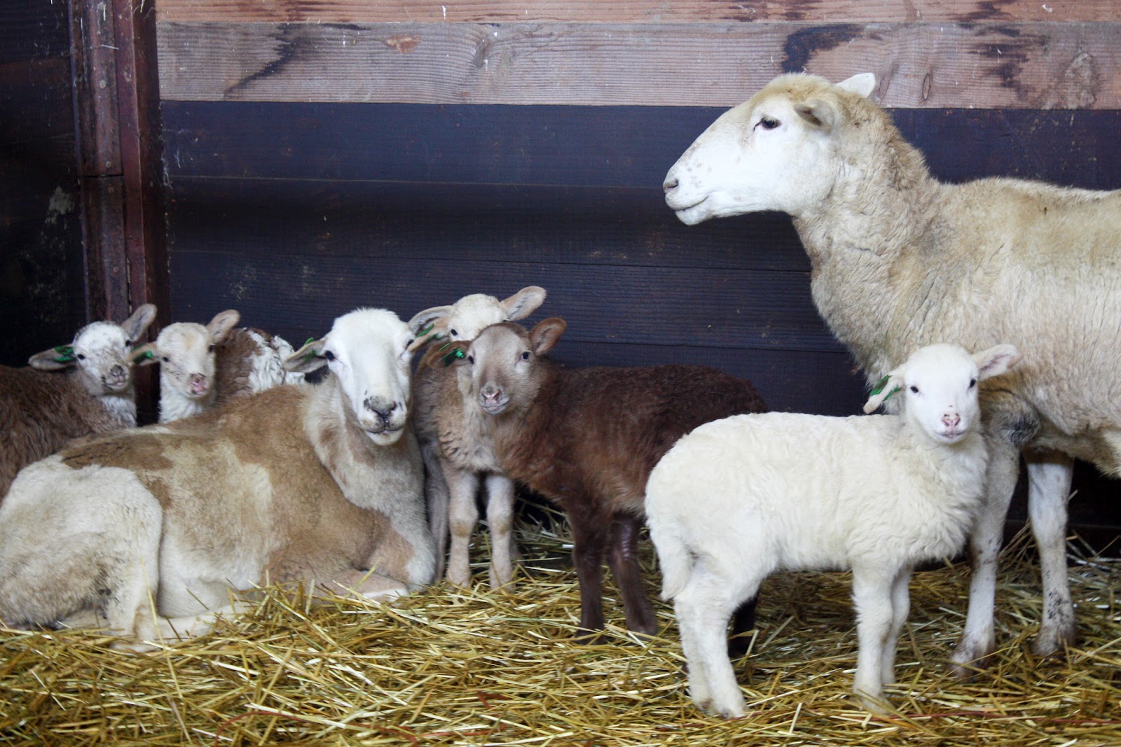 Seattle Tall Poppy: Spring Lamb at Ninety Farms