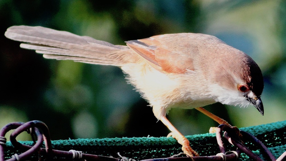 Yellow-eyed Babble Birds of Mount Abu October 2018.