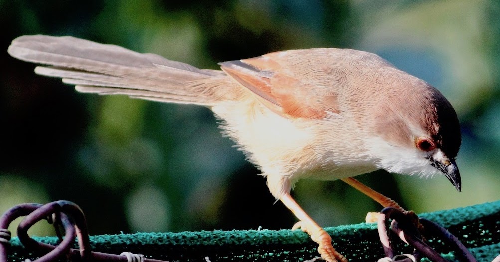 Yellow-eyed Babble Birds of Mount Abu October 2018.