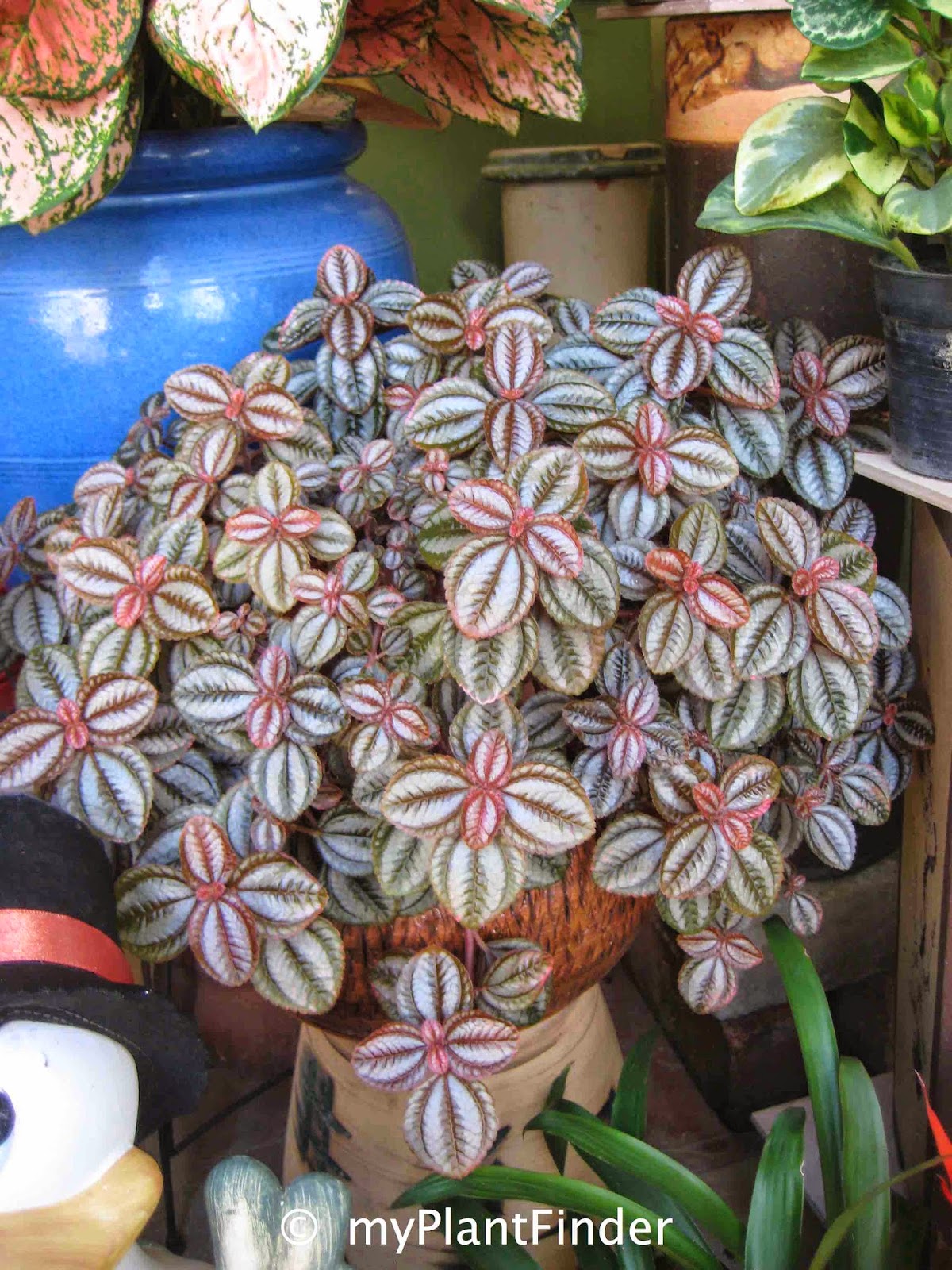 MY PLANT FINDER | Plant Guide: Pilea involucrata cultivar