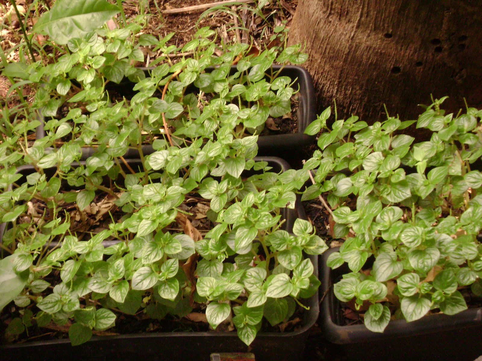 Folha de Orixa: oriri