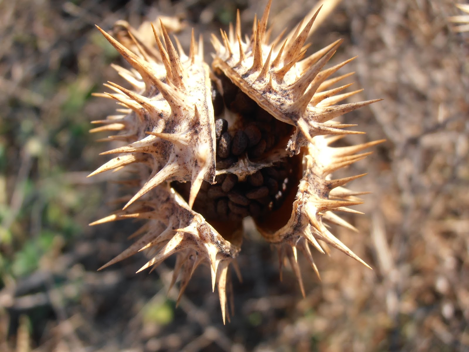 ESTRAMONIO: Datura stramonium | Plantas rioMoros